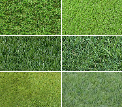 What Is The Best Kind Of Turf For Your Lawn